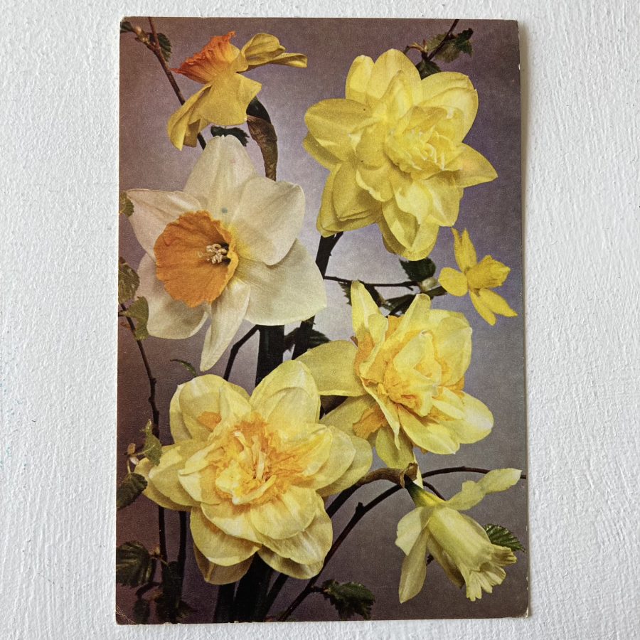 Postcards - Flowers - RetroSpectro